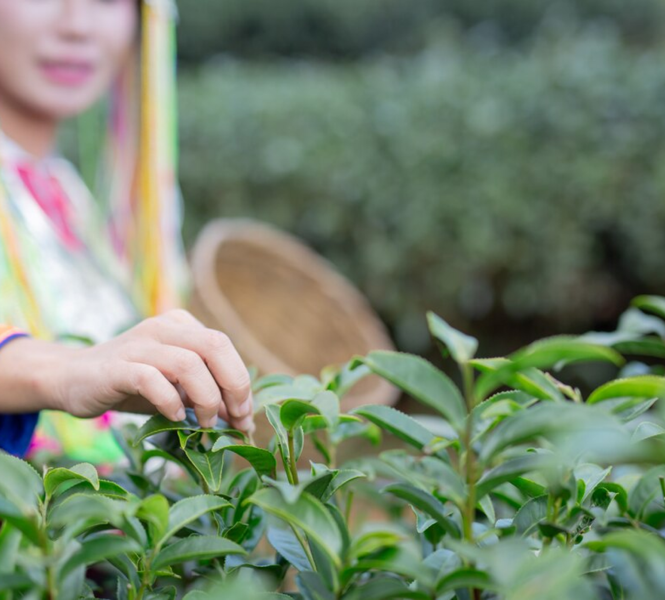 About Us – Pyramide Specialty Tea Shop